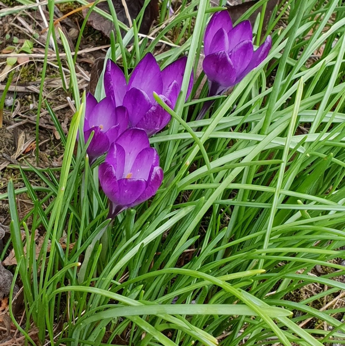 Les éclaireuses - Fleurs, etc.