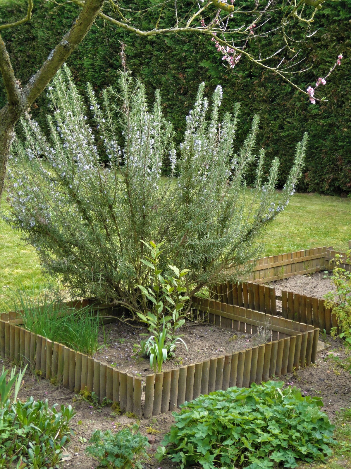 Le big romarin - Fleurs, etc.